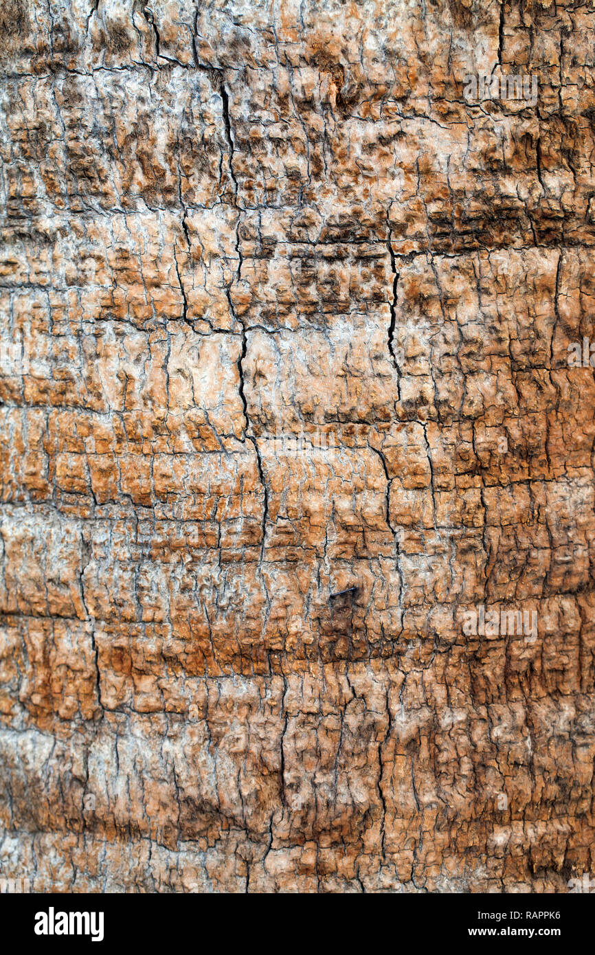 Natural Tree Wood Bark Trunk Background Material Stock Photo - Alamy