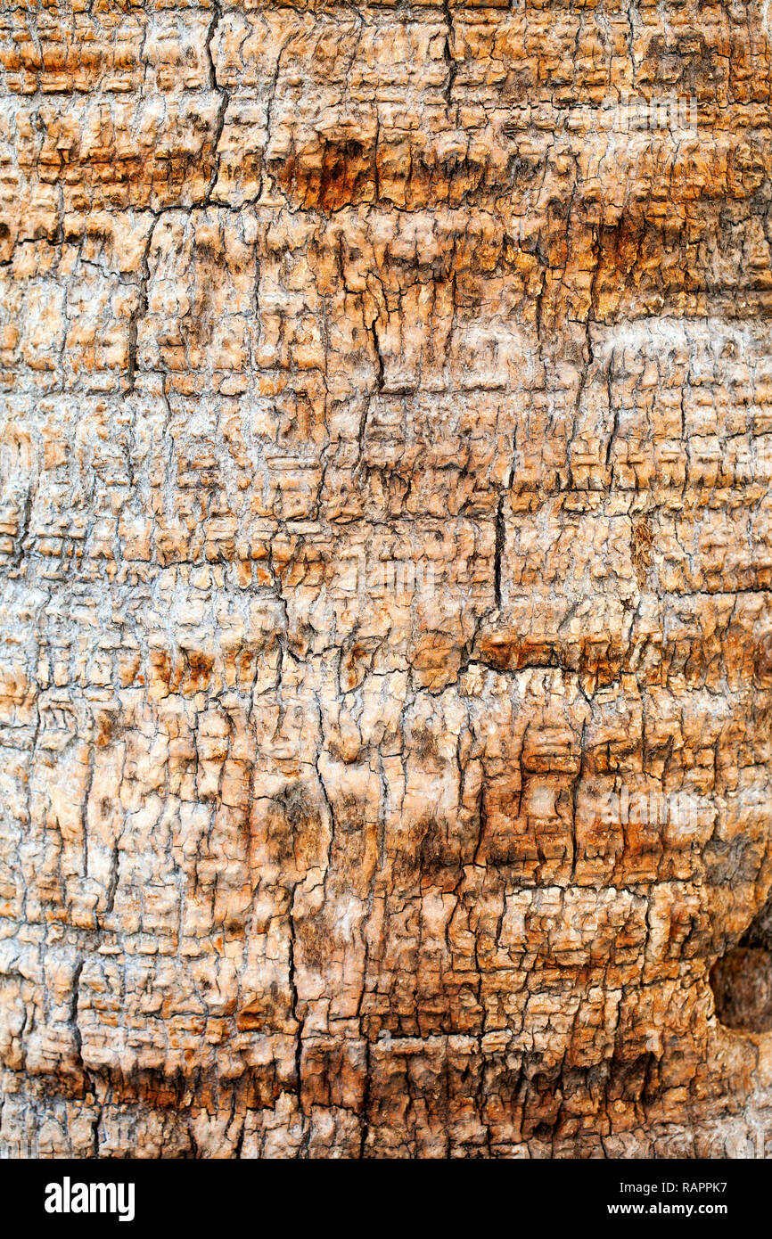 Natural Tree Wood Bark Trunk Background Material Stock Photo - Alamy