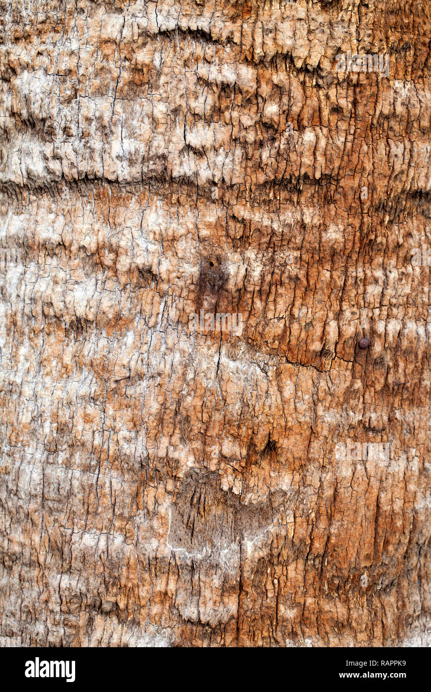 Natural Tree Wood Bark Trunk Background Material Stock Photo - Alamy