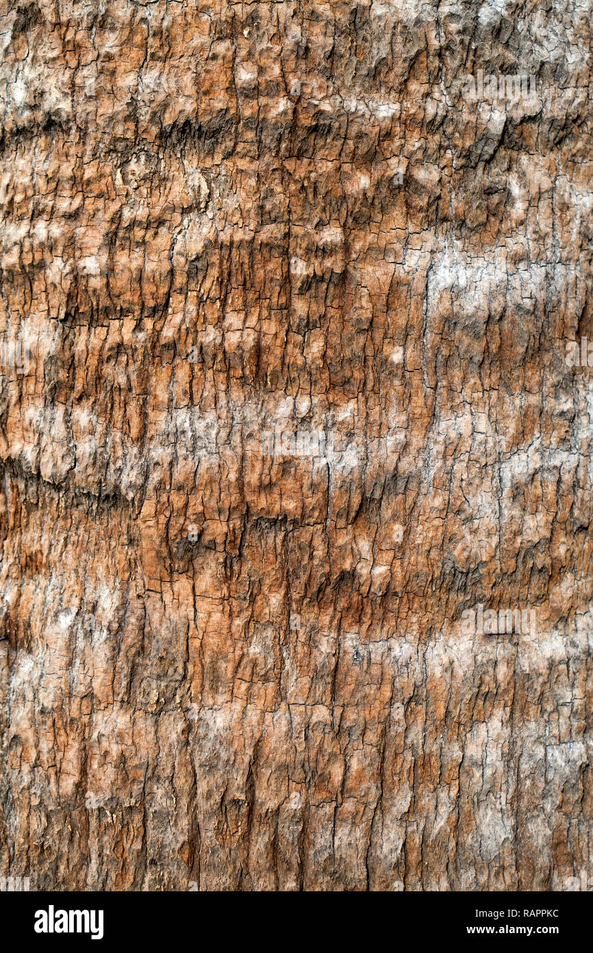 Natural Tree Wood Bark Trunk Background Material Stock Photo - Alamy
