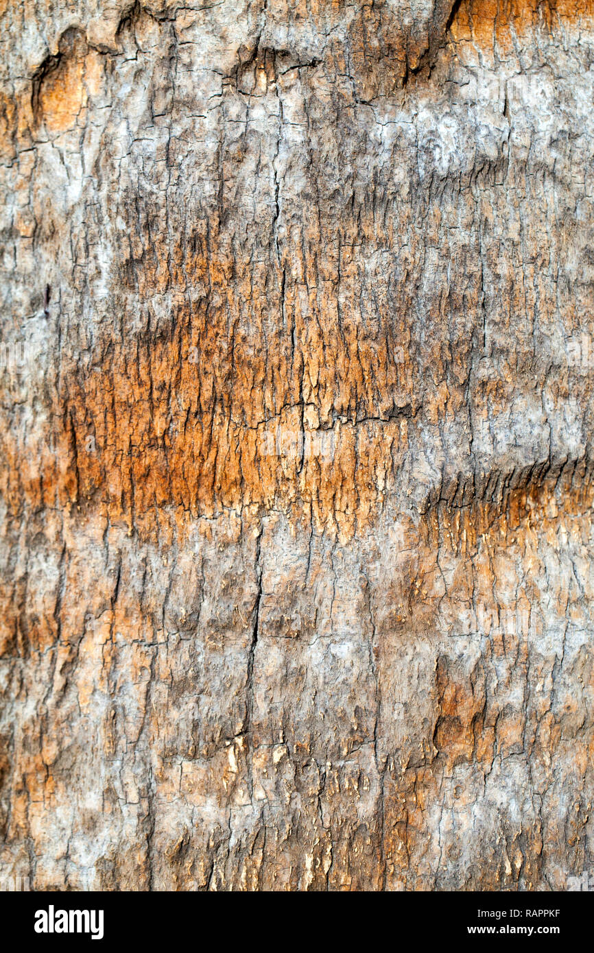 Natural Tree Wood Bark Trunk Background Material Stock Photo - Alamy
