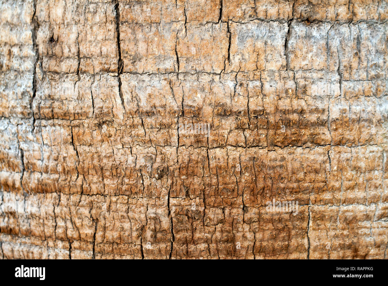 Natural Tree Wood Bark Trunk Background Material Stock Photo - Alamy