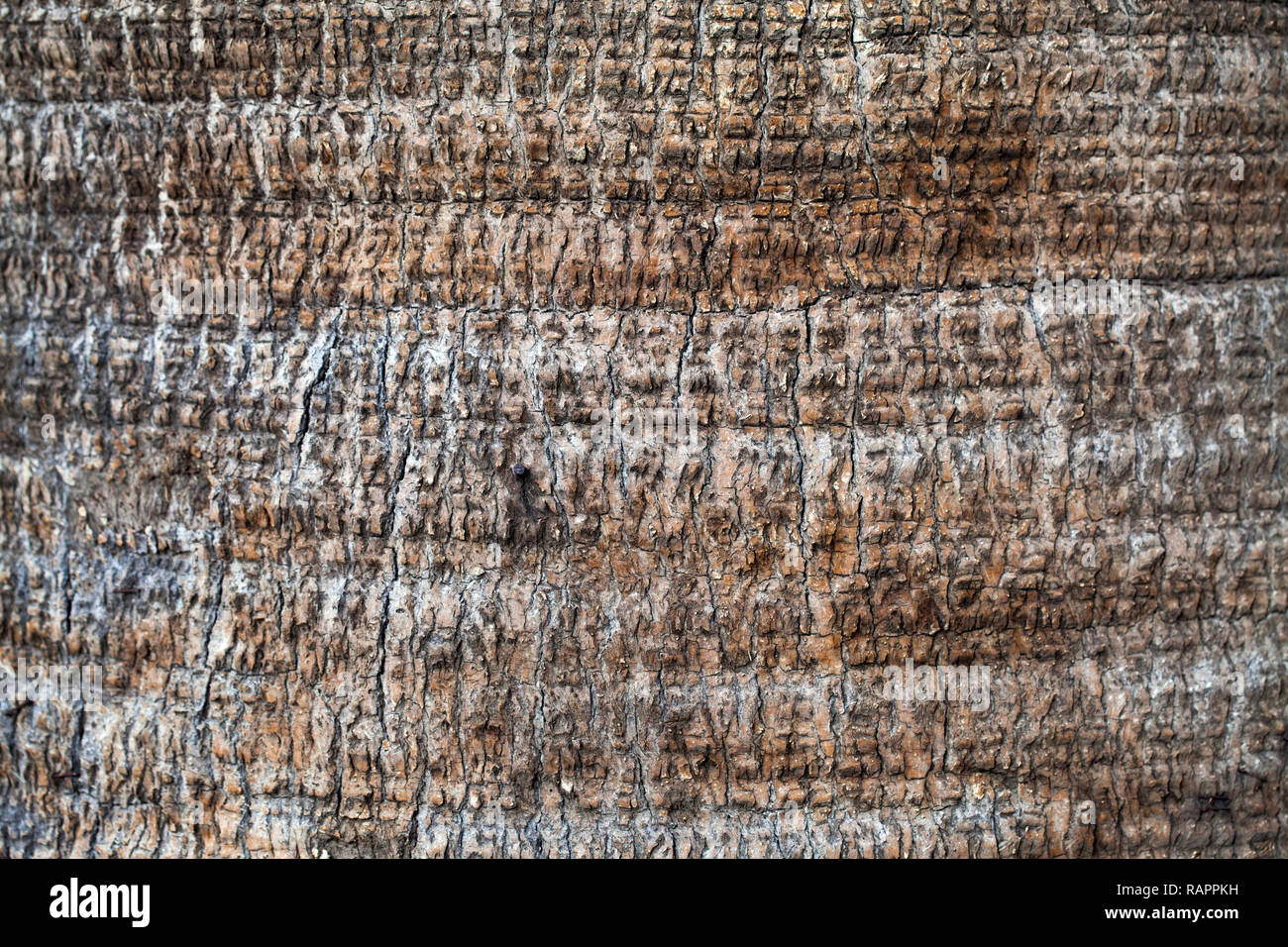 Natural Tree Wood Bark Trunk Background Material Stock Photo - Alamy