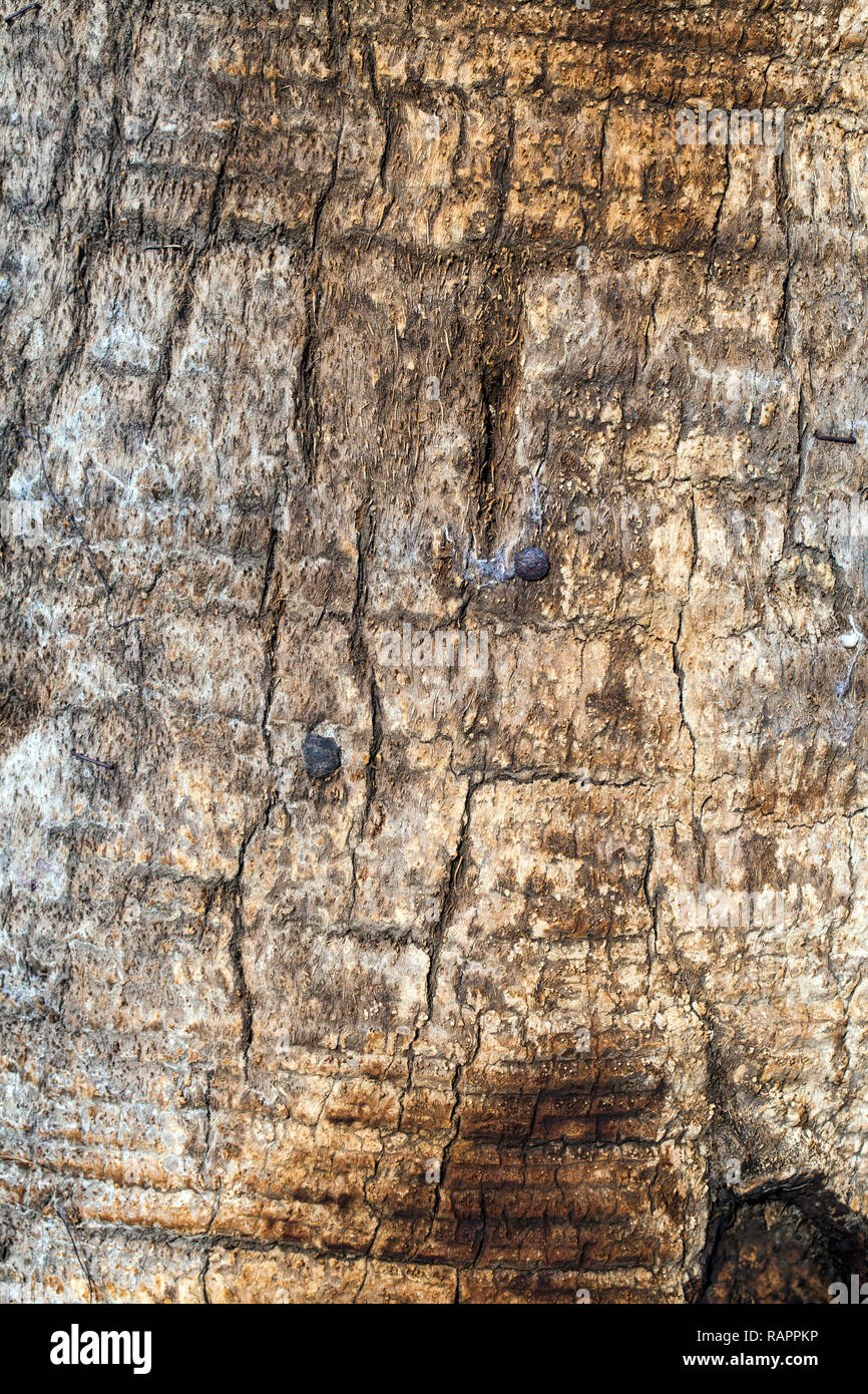Natural Tree Wood Bark Trunk Background Material Stock Photo - Alamy