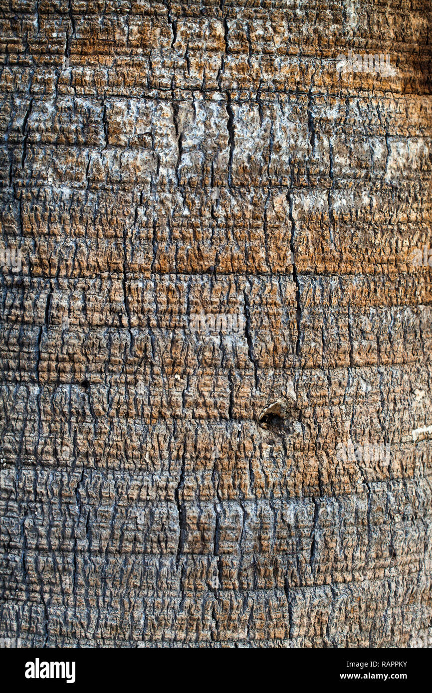 Natural Tree Wood Bark Trunk Background Material Stock Photo - Alamy