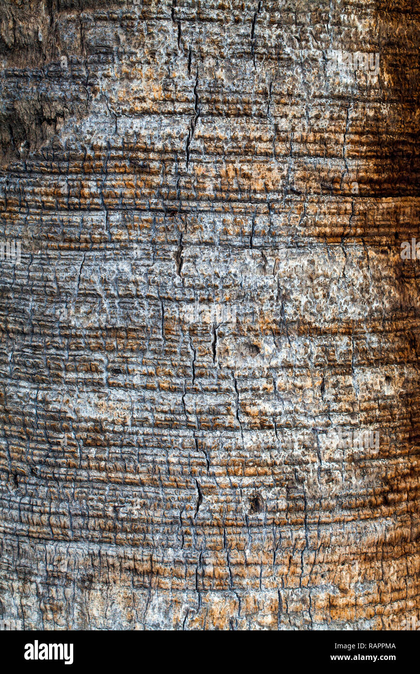 Natural Tree Wood Bark Trunk Background Material Stock Photo - Alamy