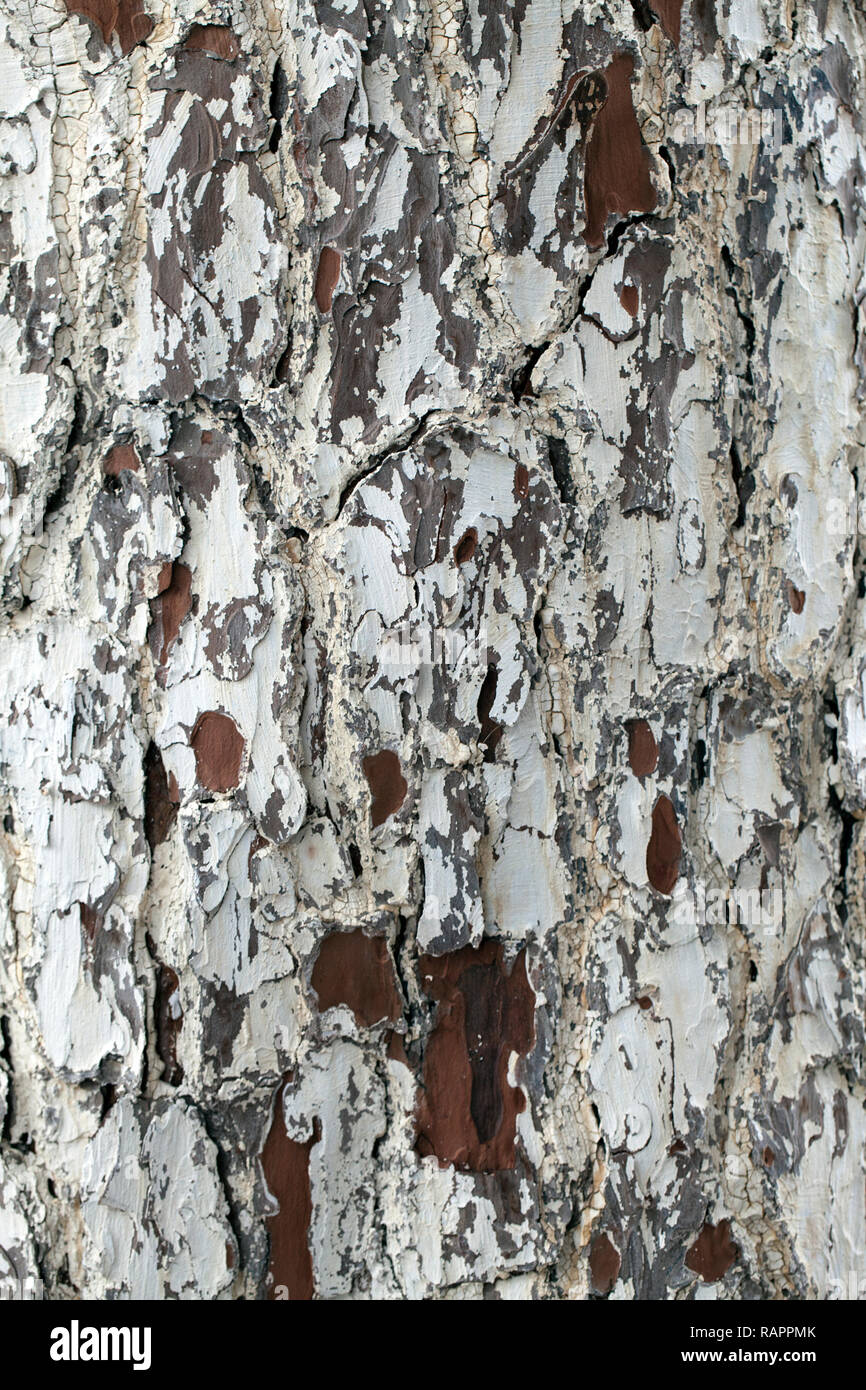 Natural Tree Wood Bark Trunk Background Material Stock Photo - Alamy