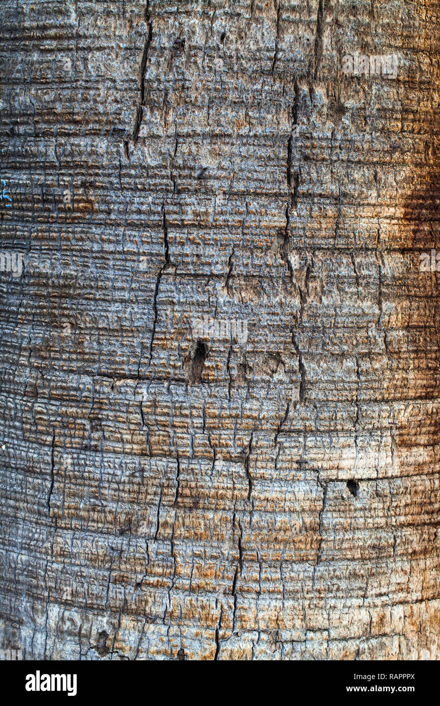 Natural Tree Wood Bark Trunk Background Material Stock Photo - Alamy