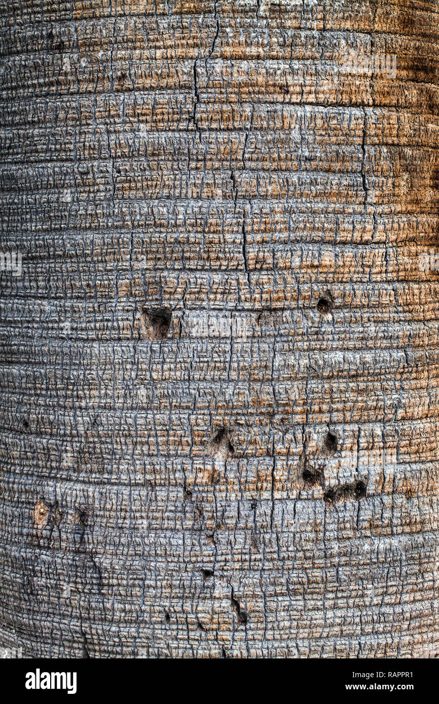 Natural Tree Wood Bark Trunk Background Material Stock Photo - Alamy