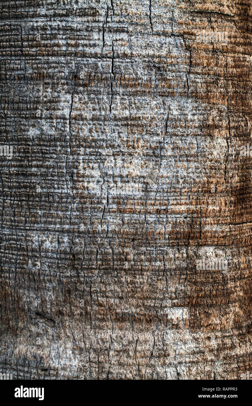 Natural Tree Wood Bark Trunk Background Material Stock Photo - Alamy