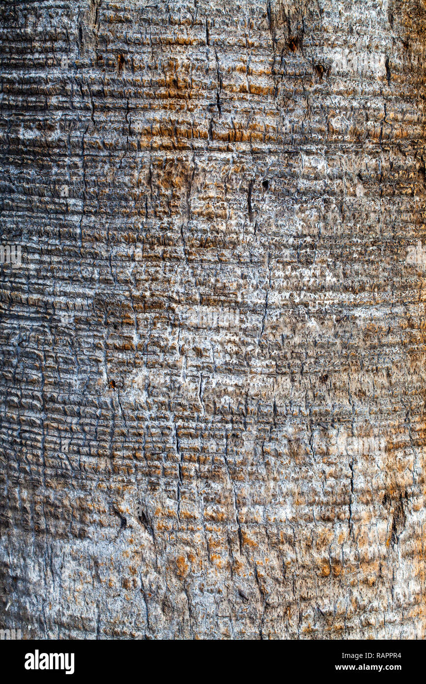 Natural Tree Wood Bark Trunk Background Material Stock Photo - Alamy