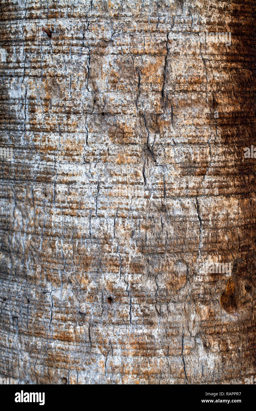 Natural Tree Wood Bark Trunk Background Material Stock Photo - Alamy