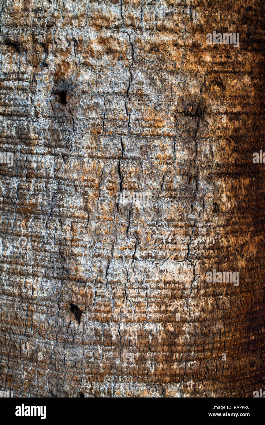 Natural Tree Wood Bark Trunk Background Material Stock Photo - Alamy