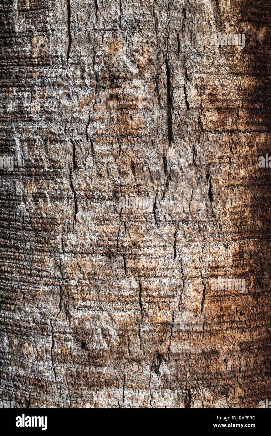 Natural Tree Wood Bark Trunk Background Material Stock Photo - Alamy