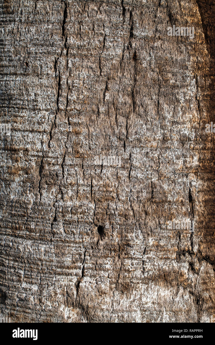 Natural Tree Wood Bark Trunk Background Material Stock Photo - Alamy