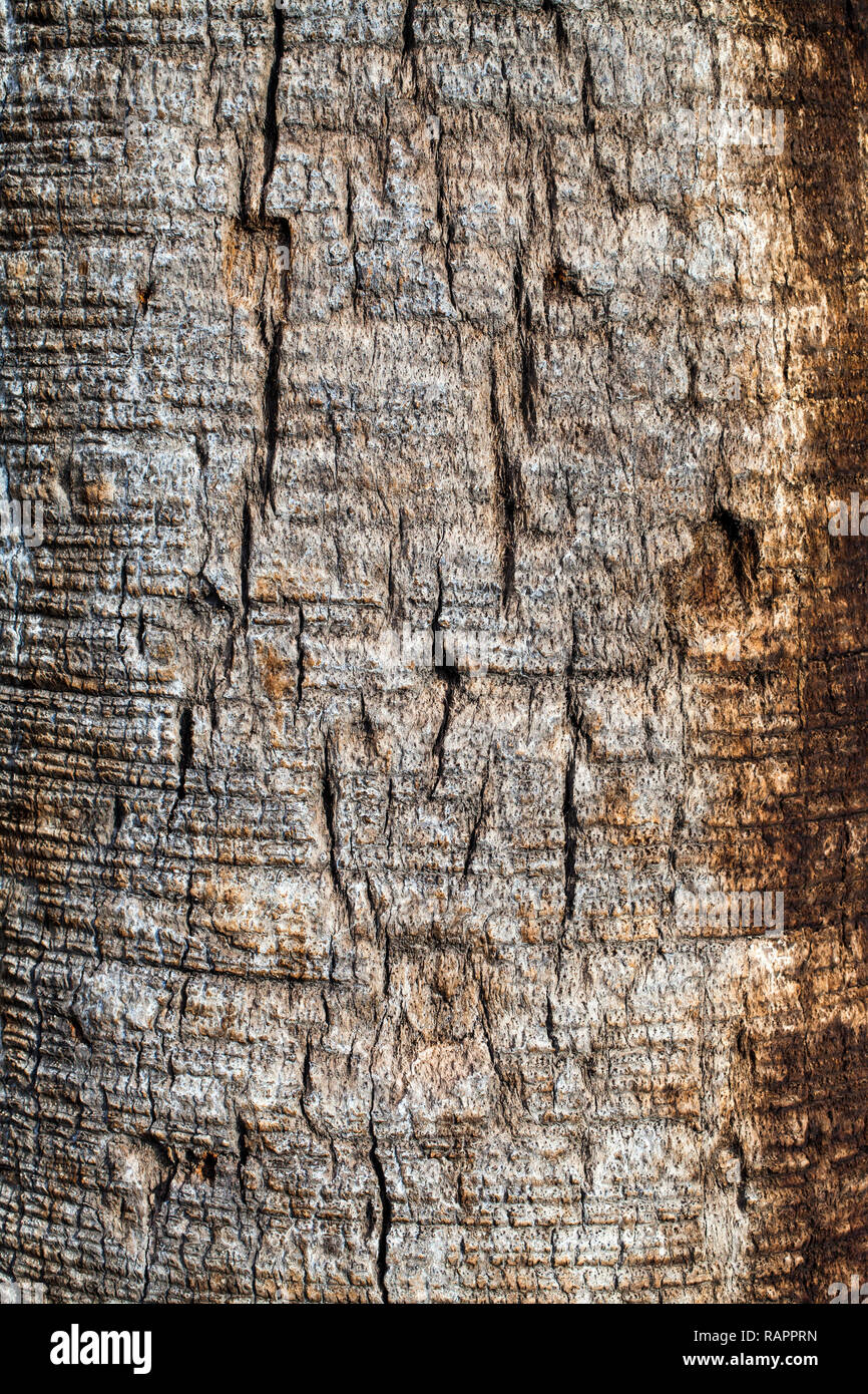 Natural Tree Wood Bark Trunk Background Material Stock Photo - Alamy