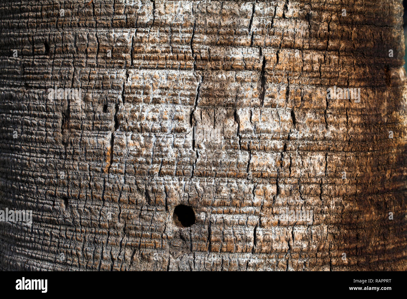 Natural Tree Wood Bark Trunk Background Material Stock Photo - Alamy