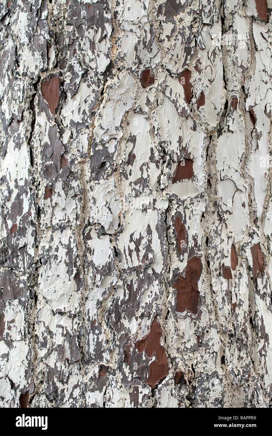 Natural Tree Wood Bark Trunk Background Material Stock Photo - Alamy