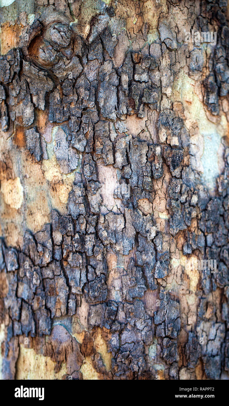 Natural Tree Wood Bark Trunk Background Material Stock Photo - Alamy
