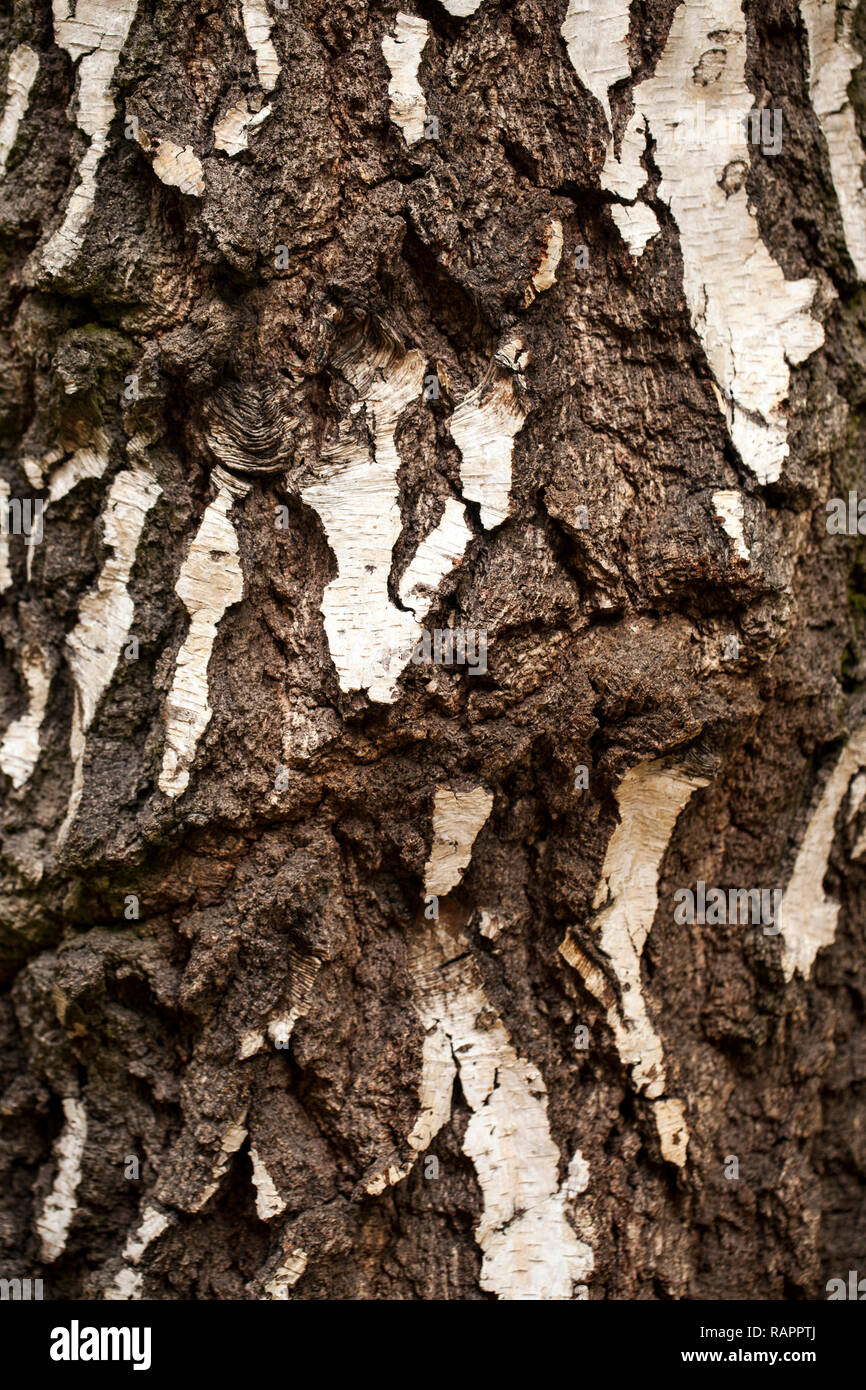 Natural Tree Wood Bark Trunk Background Material Stock Photo - Alamy