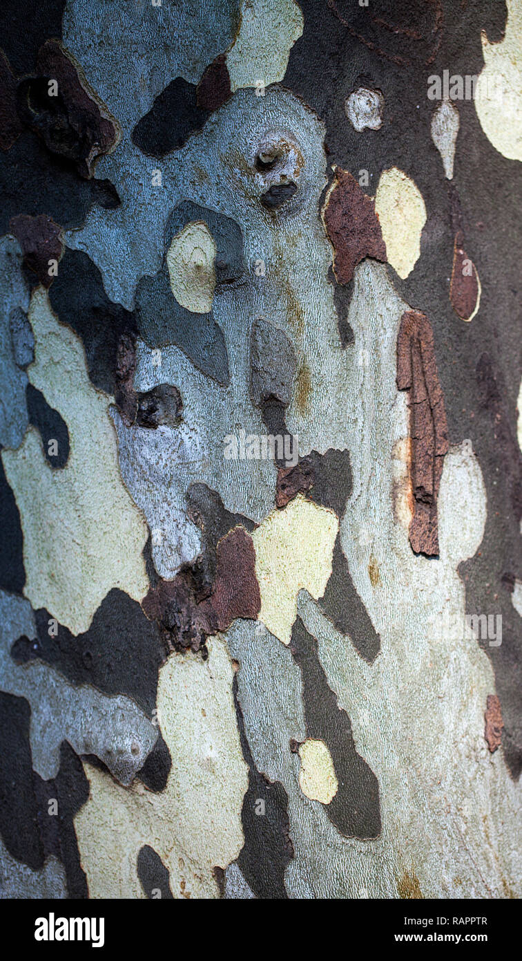 Natural Tree Wood Bark Trunk Background Material Stock Photo - Alamy