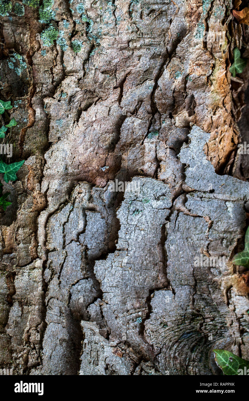 Natural Tree Wood Bark Trunk Background Material Stock Photo - Alamy