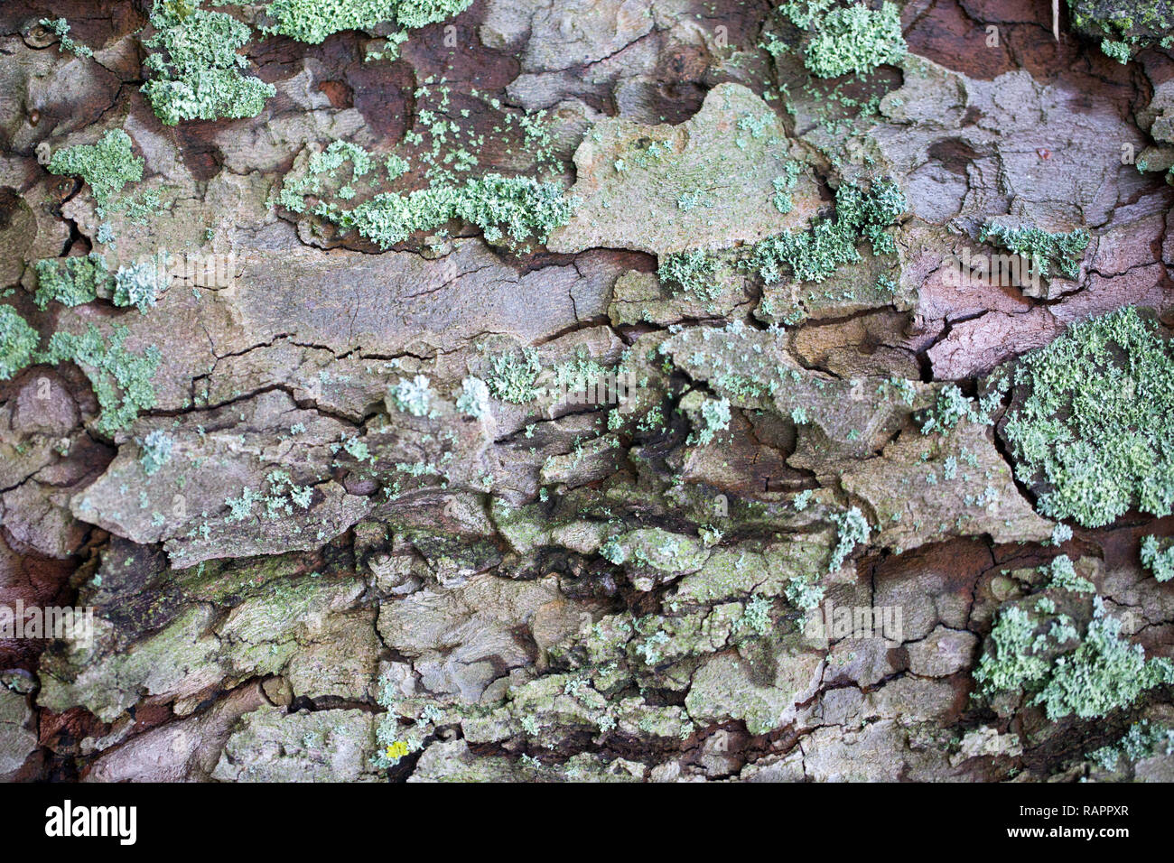 Natural Tree Wood Bark Trunk Background Material Stock Photo - Alamy