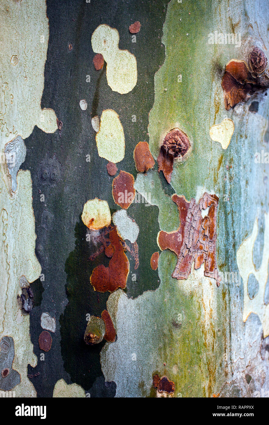 Natural Tree Wood Bark Trunk Background Material Stock Photo - Alamy