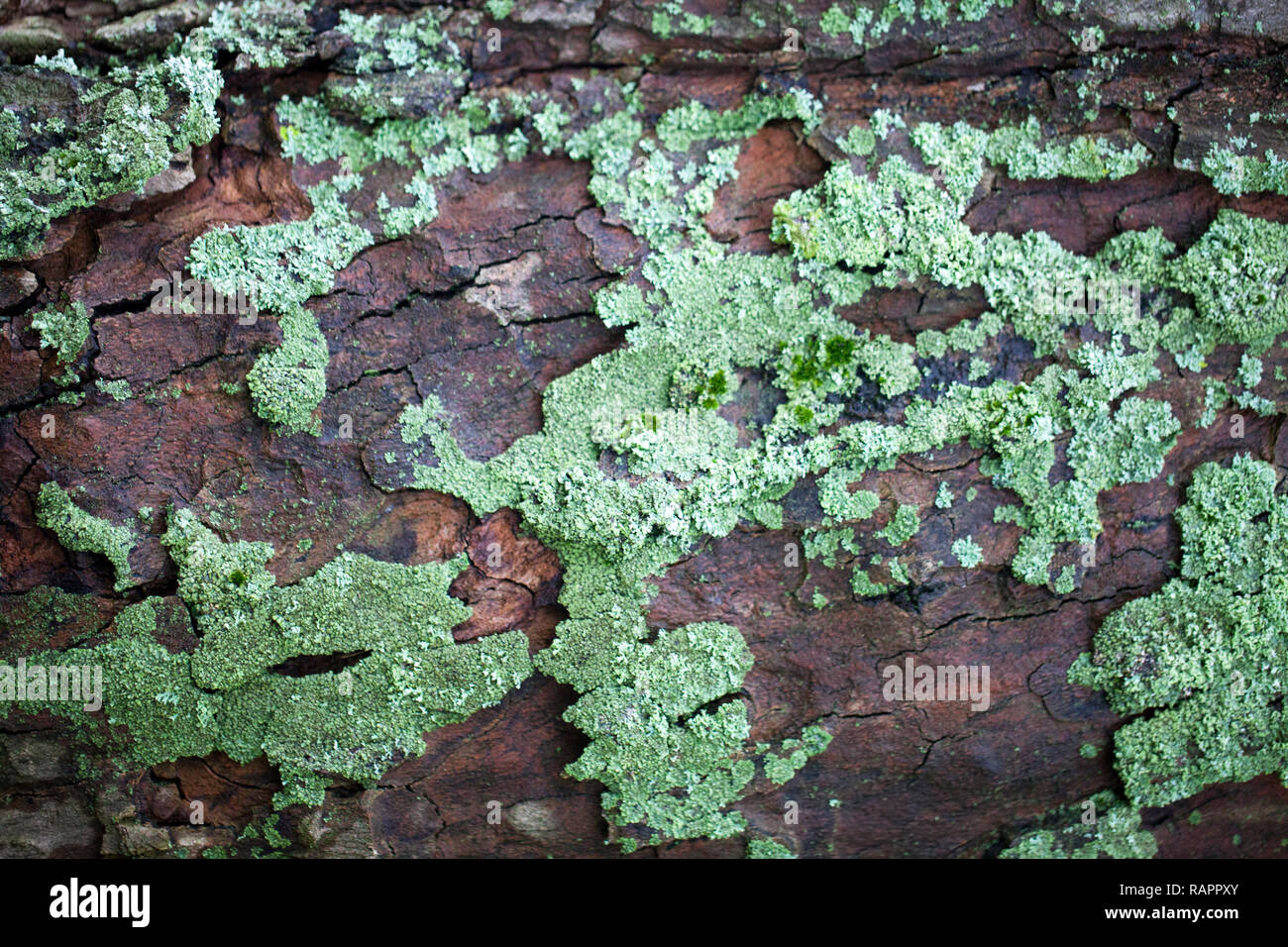Natural Tree Wood Bark Trunk Background Material Stock Photo - Alamy
