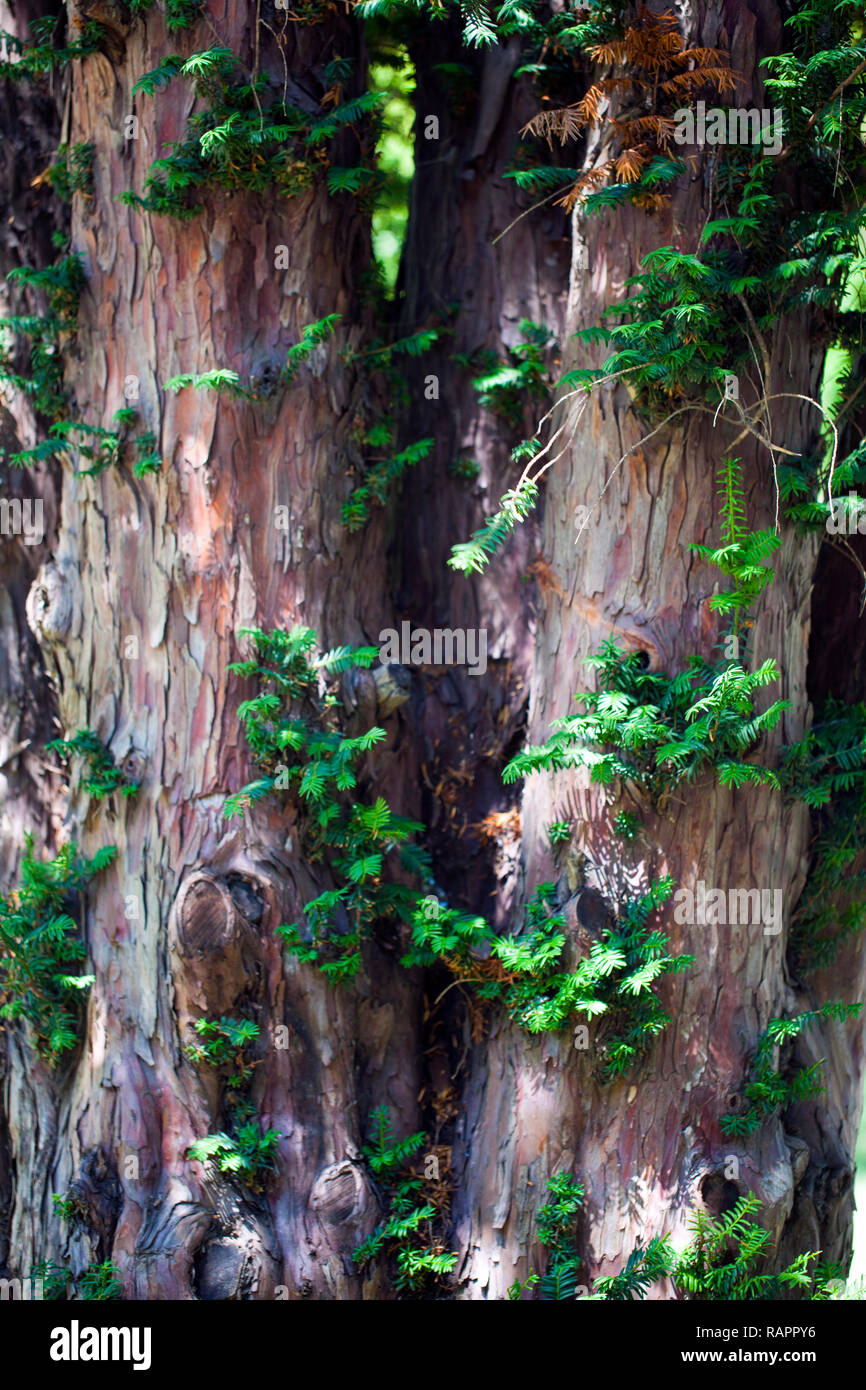 Natural Tree Wood Bark Trunk Background Material Stock Photo - Alamy