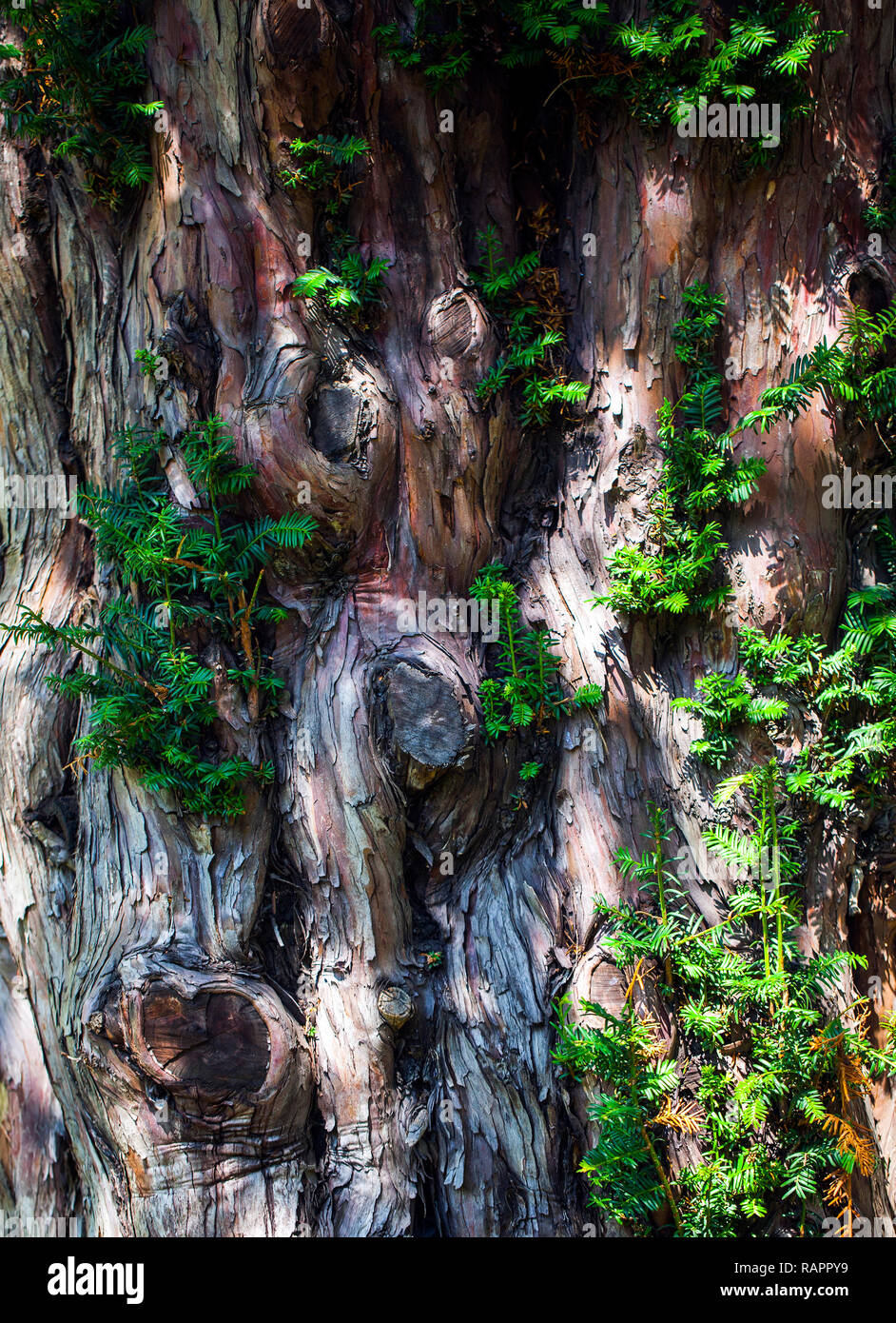 Natural Tree Wood Bark Trunk Background Material Stock Photo - Alamy