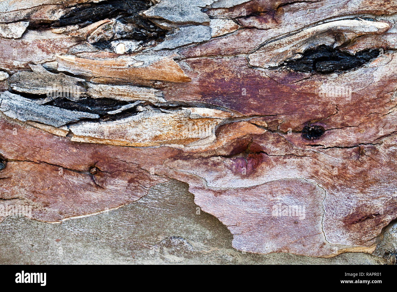 Natural Tree Wood Bark Trunk Background Material Stock Photo - Alamy