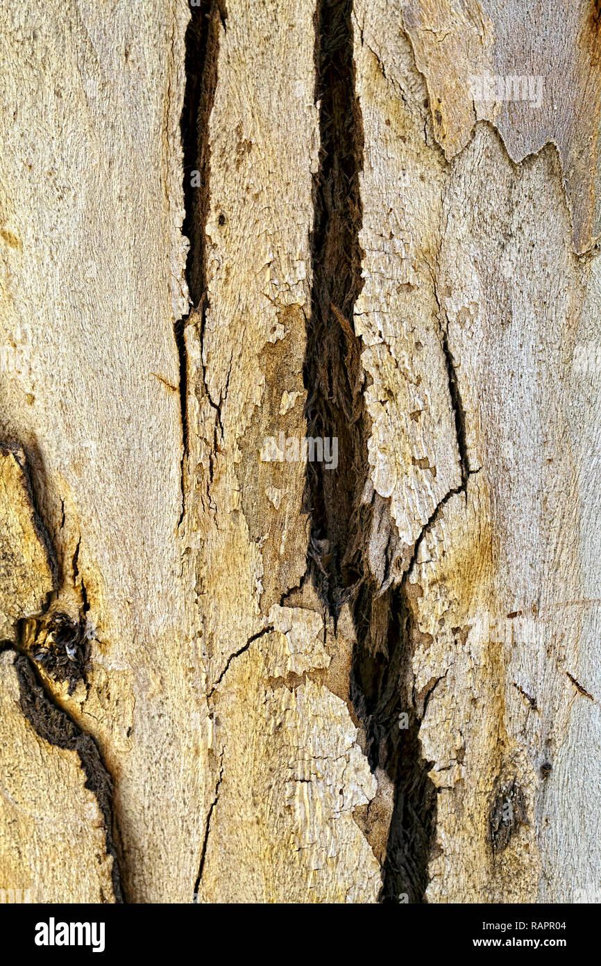 Natural Tree Wood Bark Trunk Background Material Stock Photo - Alamy