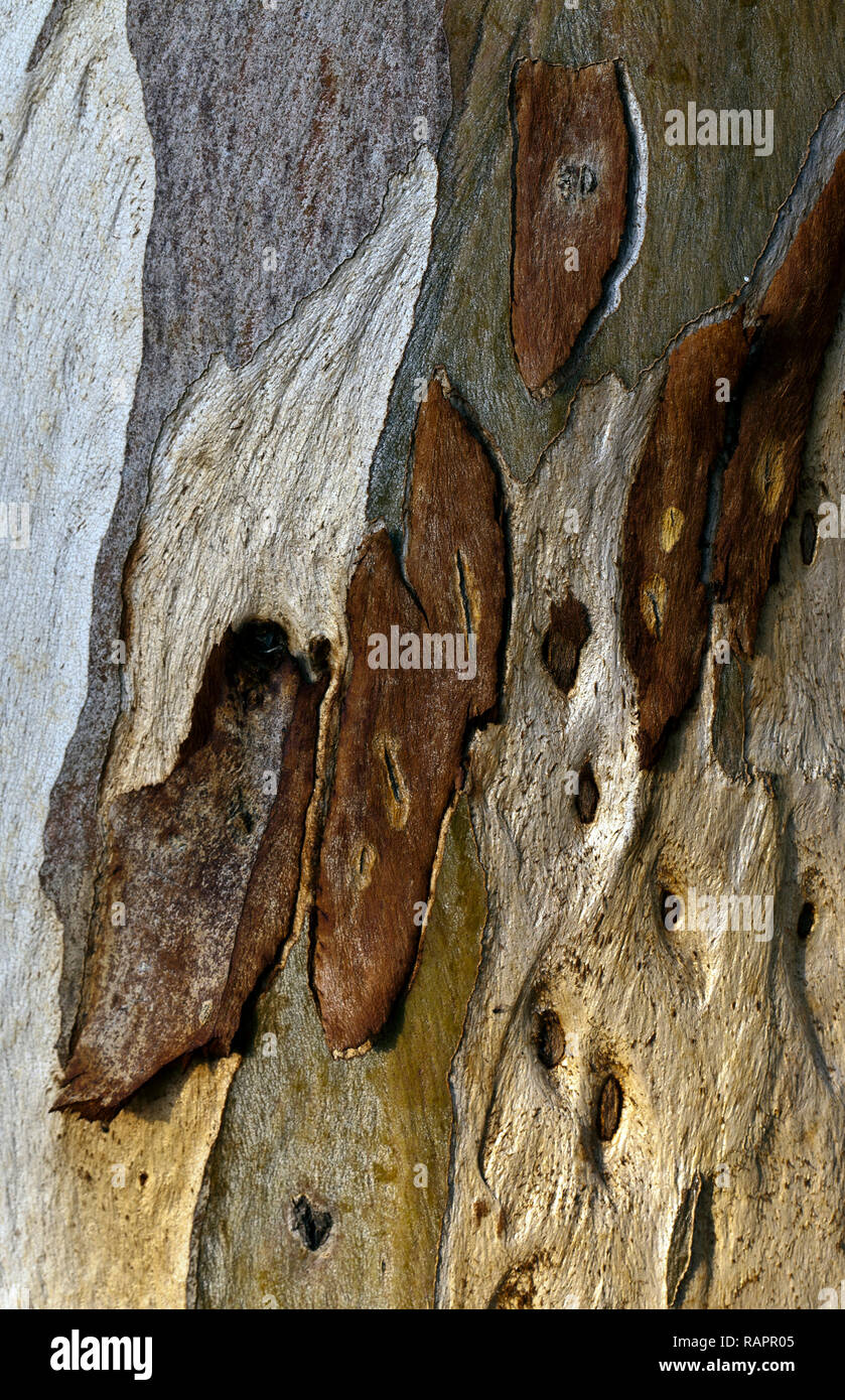 Natural Tree Wood Bark Trunk Background Material Stock Photo - Alamy