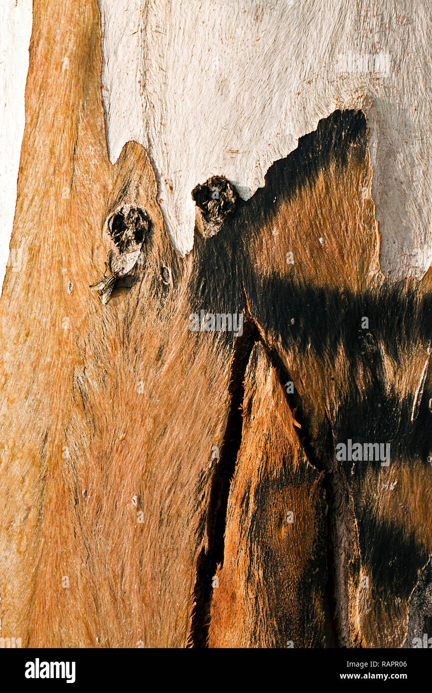 Natural Tree Wood Bark Trunk Background Material Stock Photo - Alamy