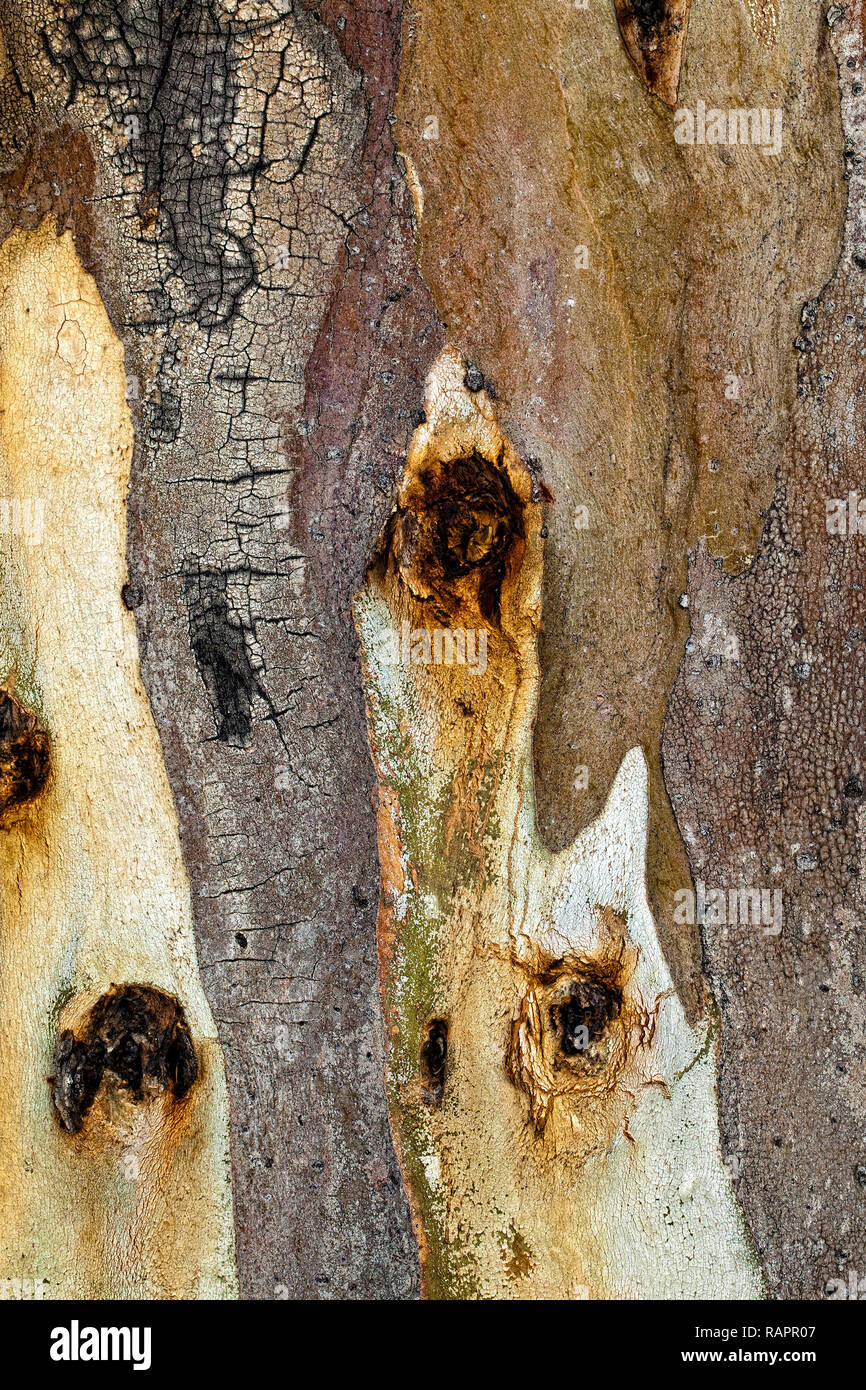 Natural Tree Wood Bark Trunk Background Material Stock Photo - Alamy