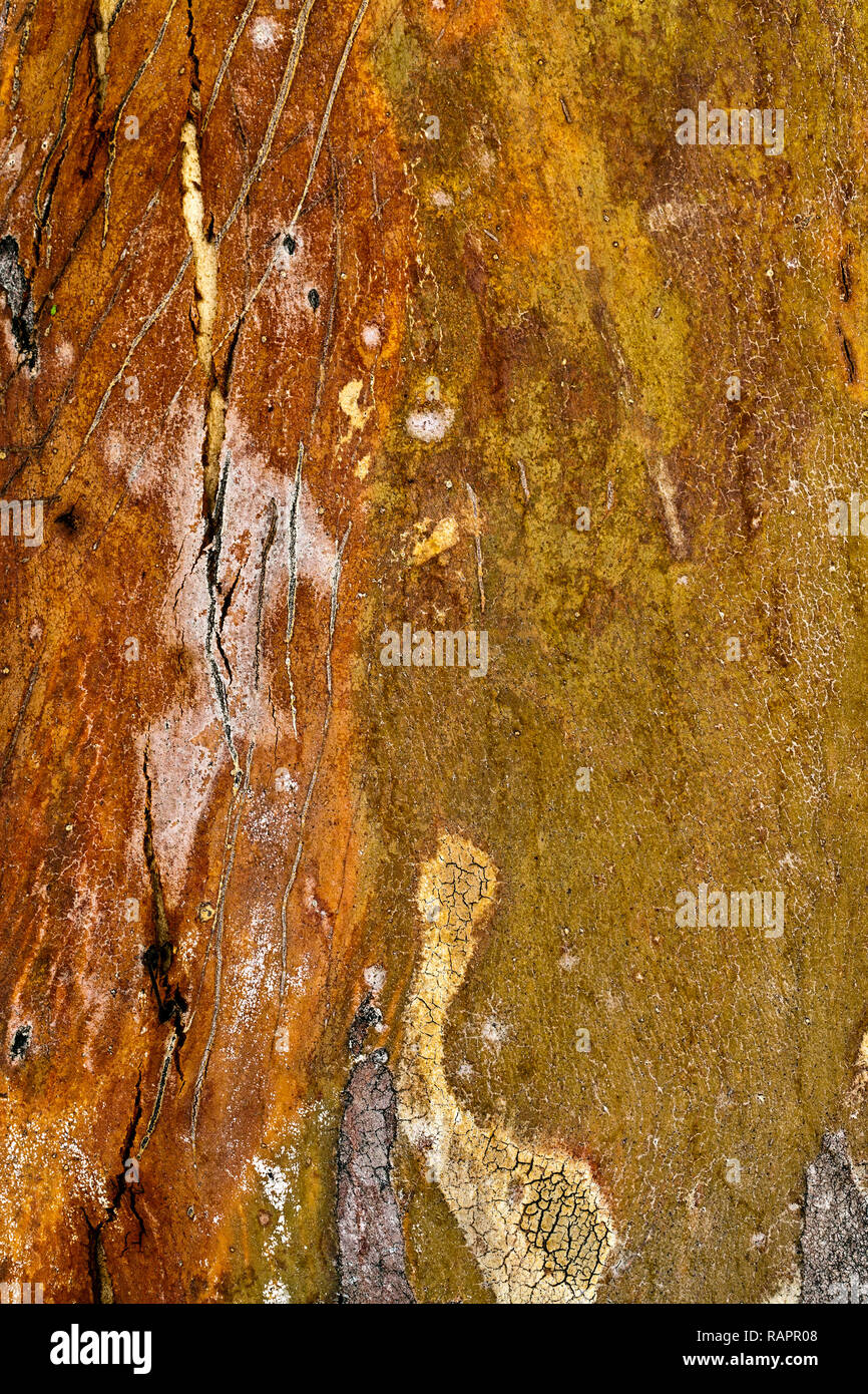 Natural Tree Wood Bark Trunk Background Material Stock Photo - Alamy