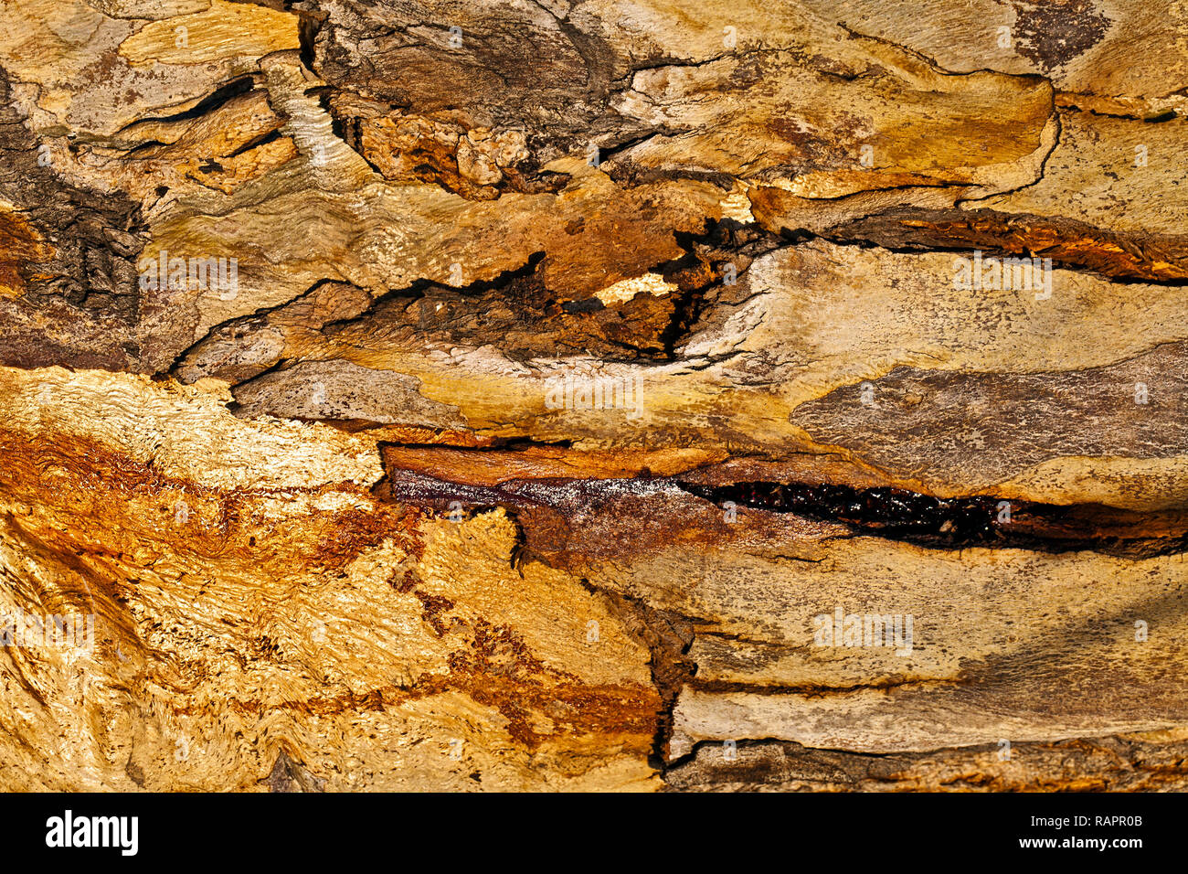 Natural Tree Wood Bark Trunk Background Material Stock Photo - Alamy