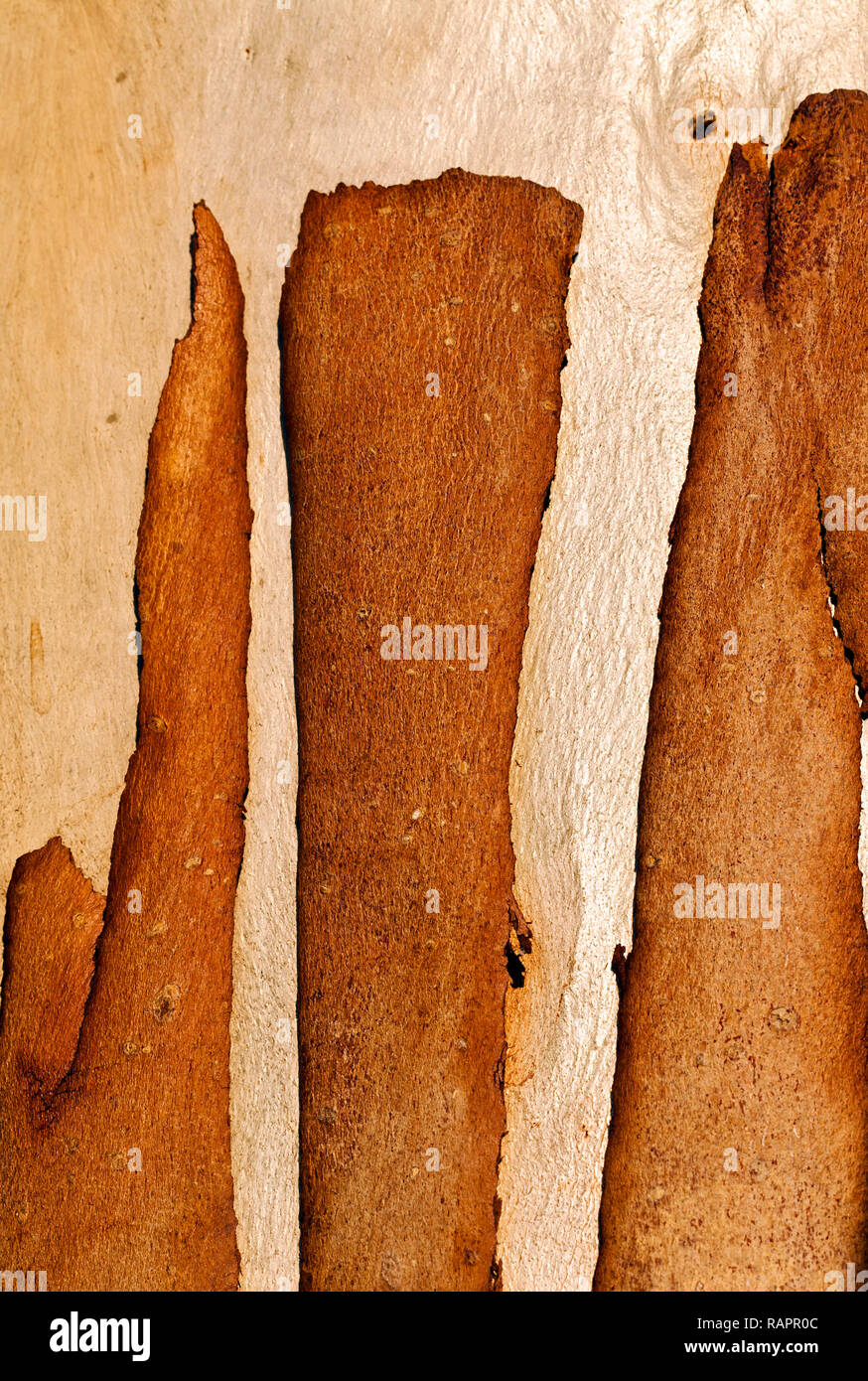 Natural Tree Wood Bark Trunk Background Material Stock Photo - Alamy
