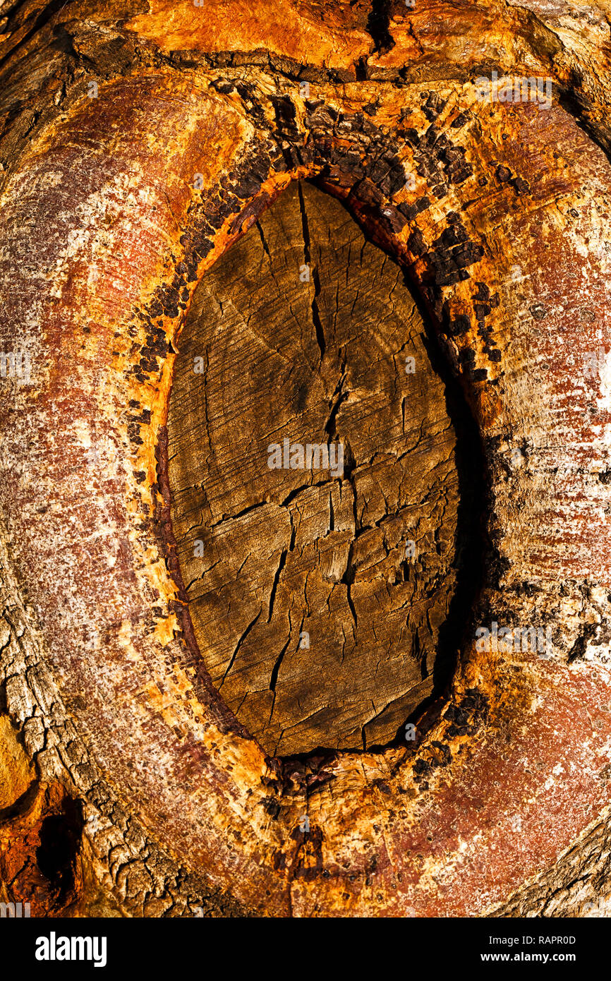 Natural Tree Wood Bark Trunk Background Material Stock Photo - Alamy