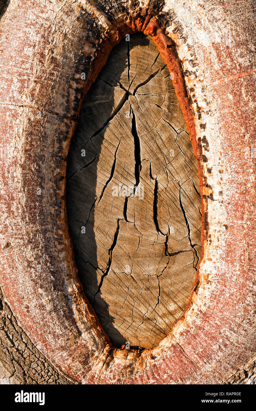 Natural Tree Wood Bark Trunk Background Material Stock Photo - Alamy