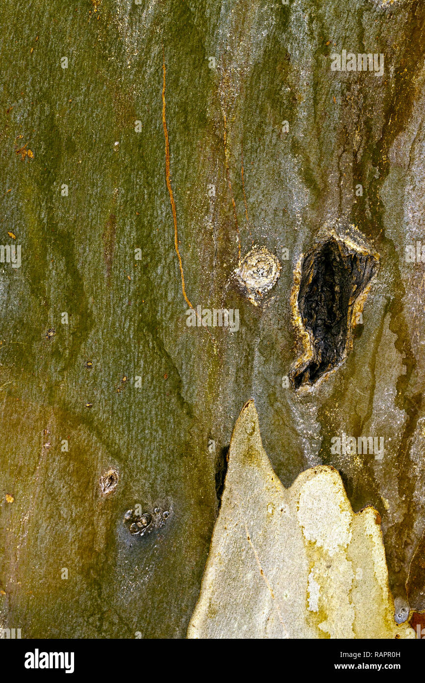 Natural Tree Wood Bark Trunk Background Material Stock Photo - Alamy