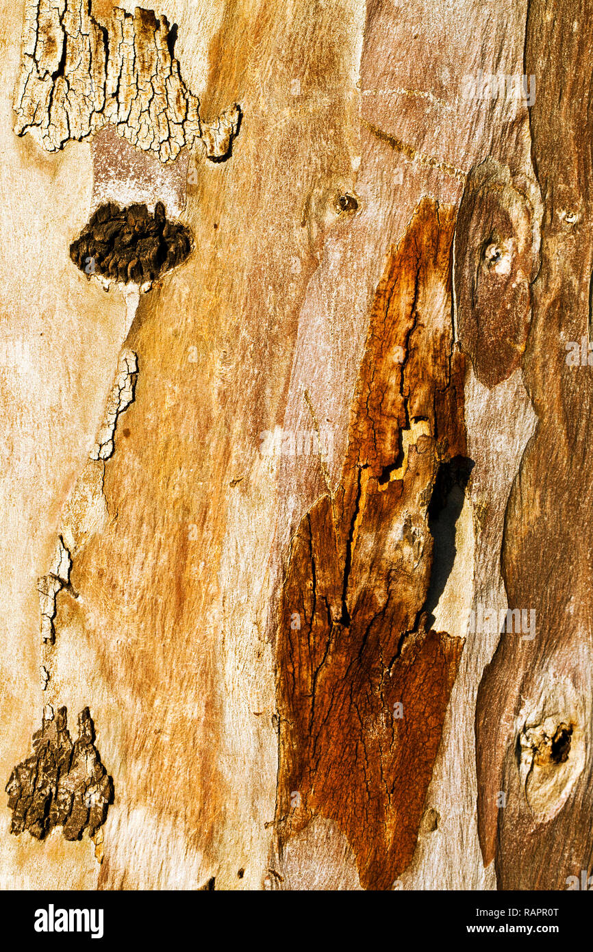 Natural Tree Wood Bark Trunk Background Material Stock Photo - Alamy