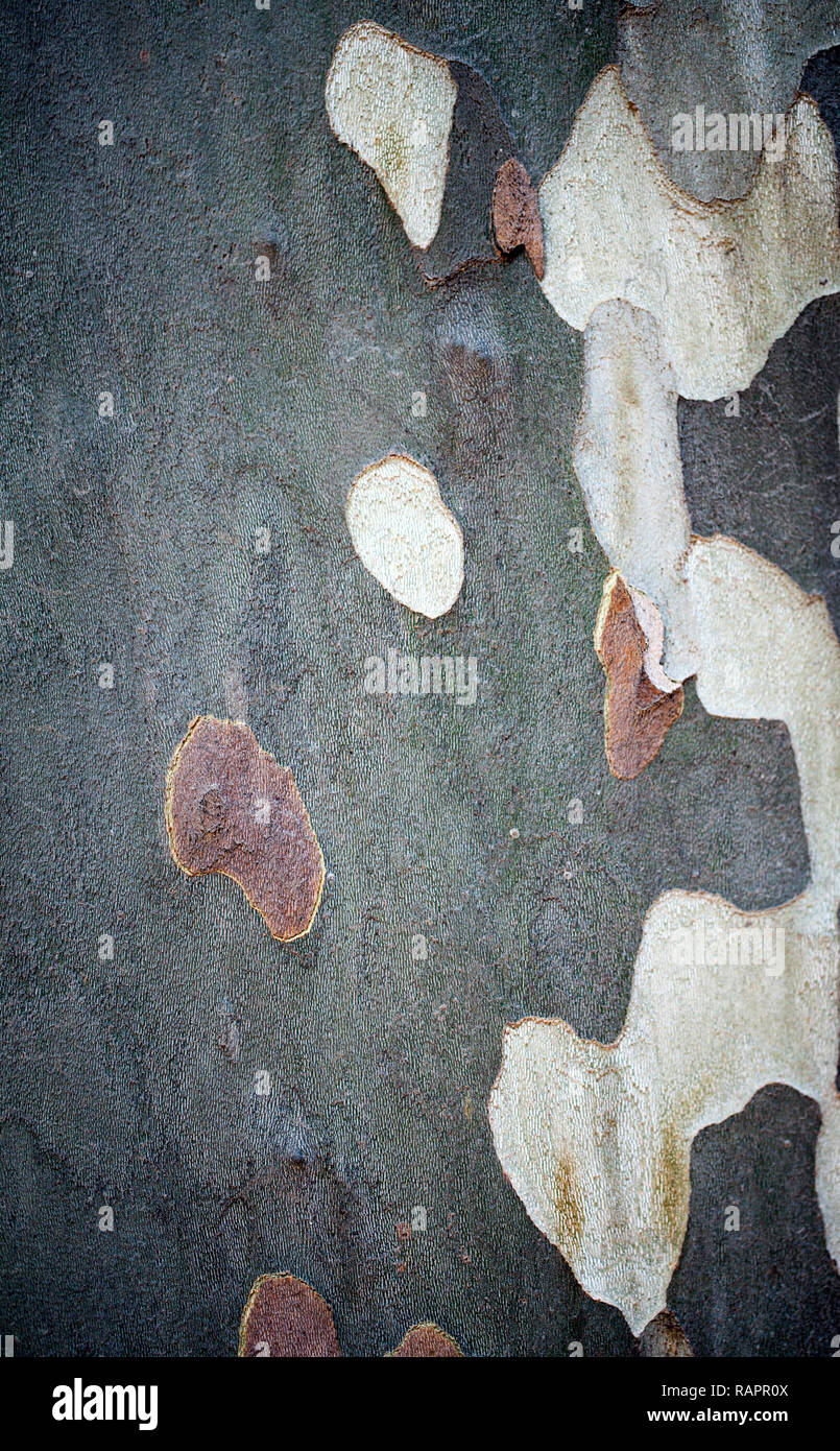 Natural Tree Wood Bark Trunk Background Material Stock Photo - Alamy