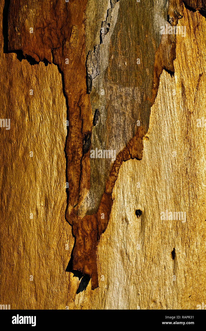 Natural Tree Wood Bark Trunk Background Material Stock Photo - Alamy