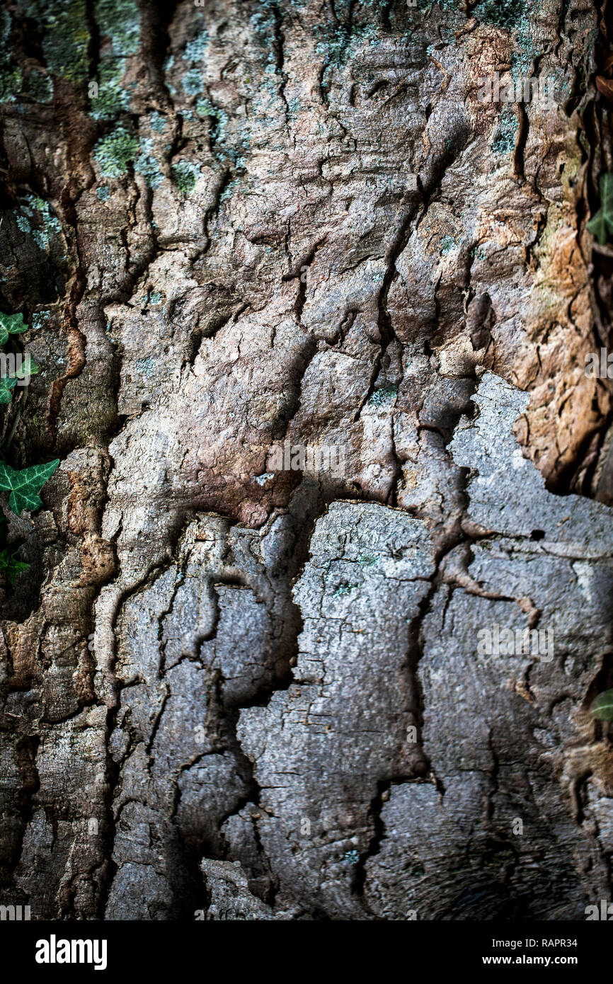 Natural Tree Wood Bark Trunk Background Material Stock Photo - Alamy