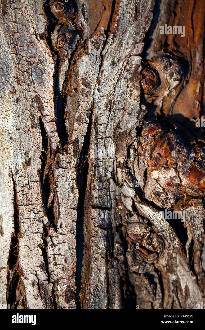 Natural Tree Wood Bark Trunk Background Material Stock Photo - Alamy