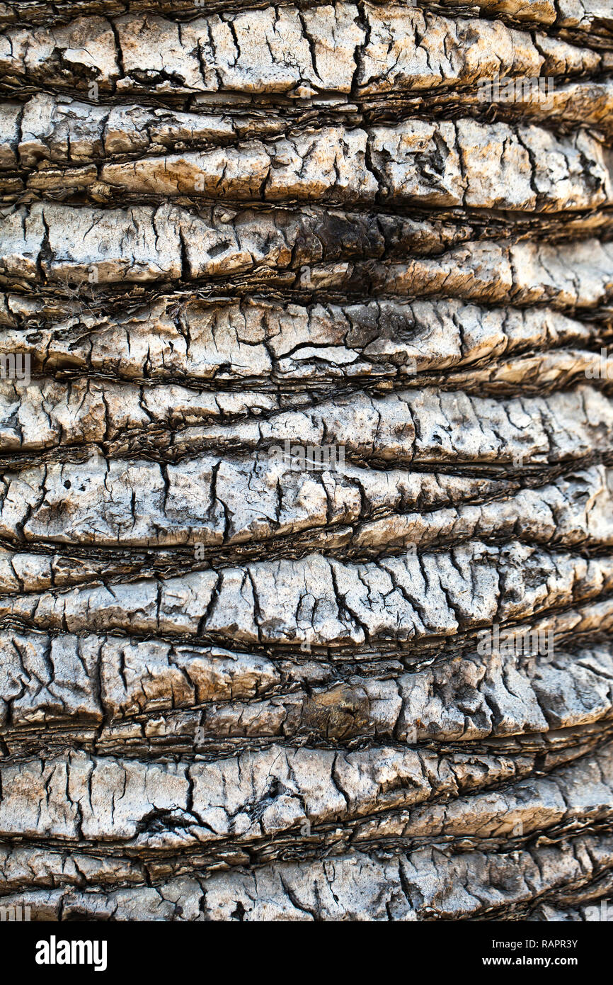Natural Tree Wood Bark Trunk Background Material Stock Photo - Alamy
