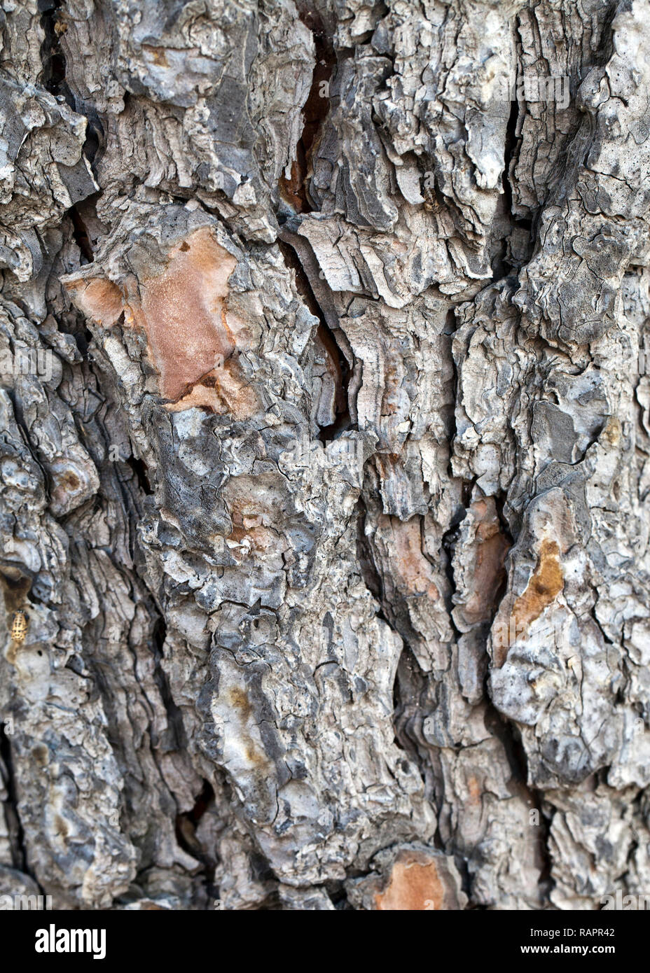 Natural Tree Wood Bark Trunk Background Material Stock Photo - Alamy