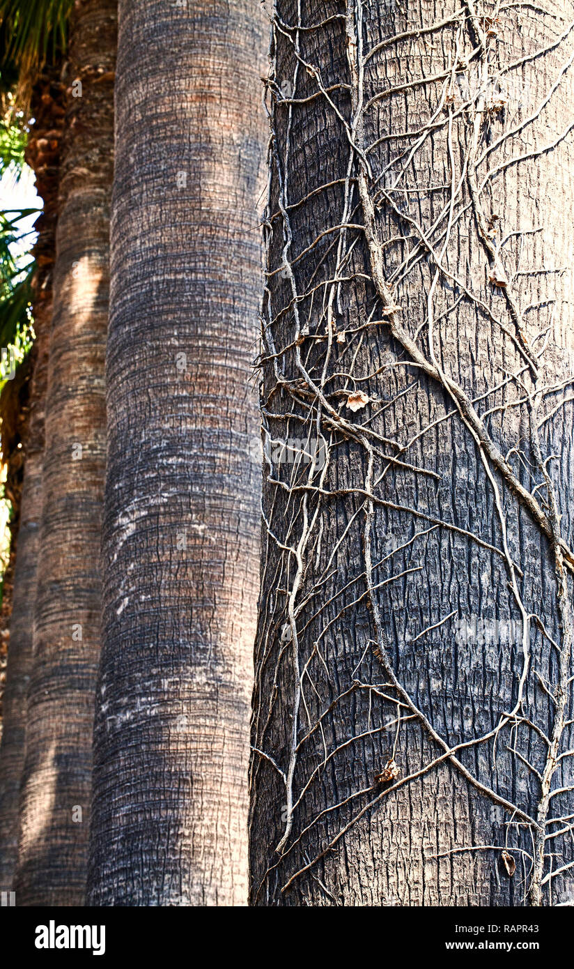 Natural Tree Wood Bark Trunk Background Material Stock Photo - Alamy
